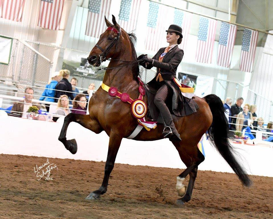 THREE TOP TEN HIGH POINT AWARD EQUITATION RIDERS!! | Timber Hills Farm