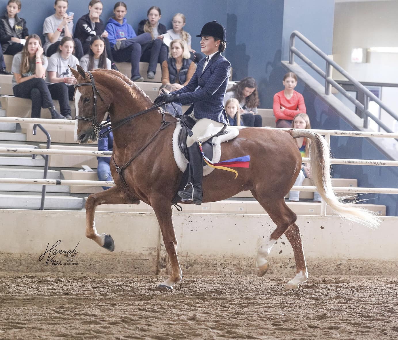 Sylvia the Cinderella Horse | Timber Hills Farm